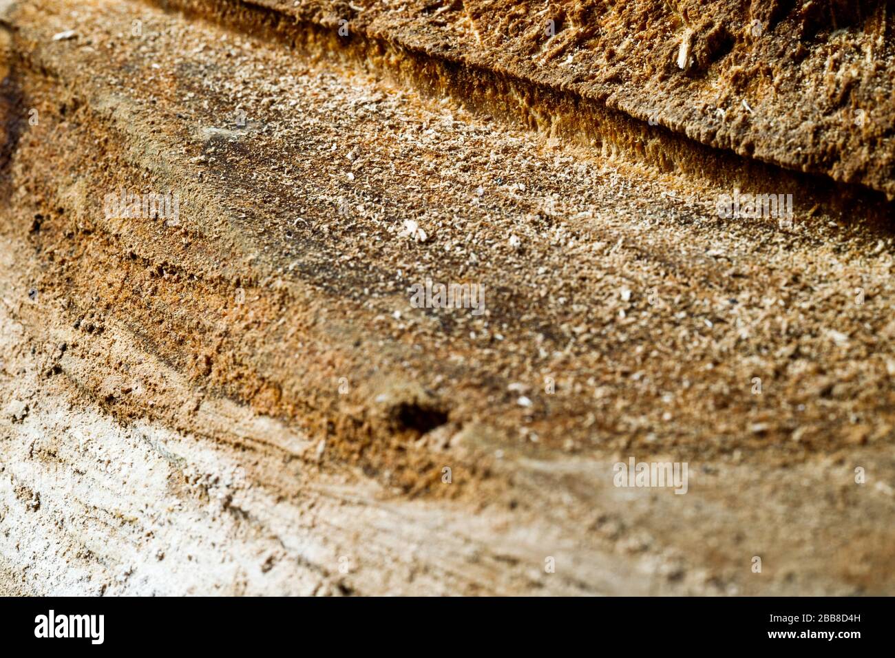 Drank an old tree. An Apple. Wood processing. Texture Stock Photo - Alamy