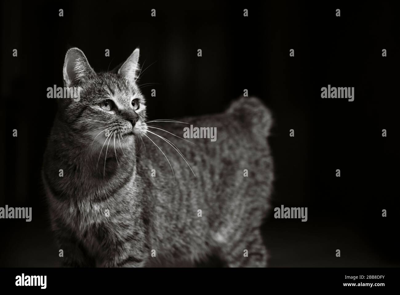 Pixie-bob cat standing in a spotlight Stock Photo - Alamy