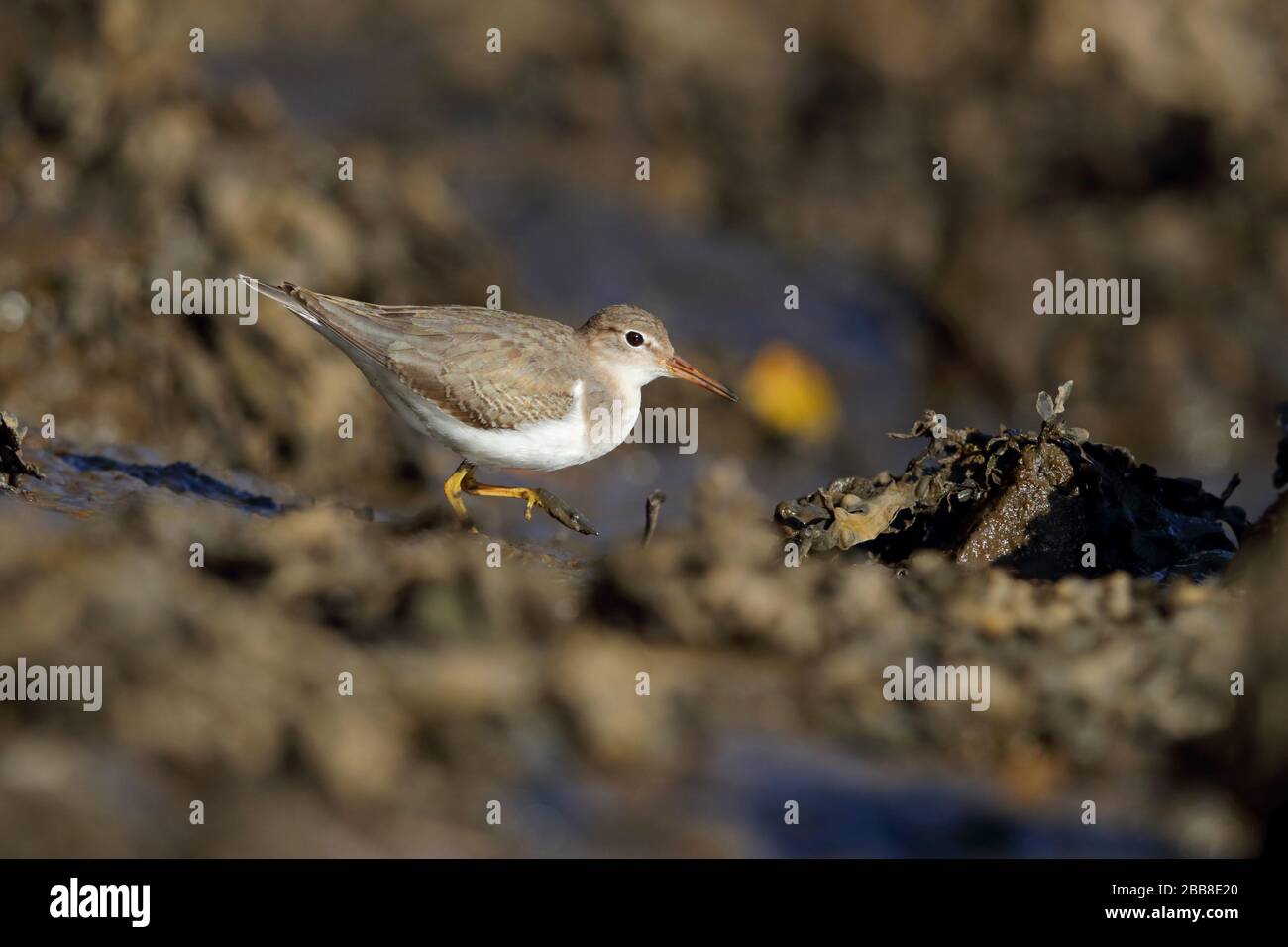 Common sandpiper uk hi-res stock photography and images - Alamy