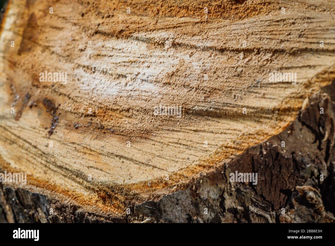 Drank an old tree. An Apple. Wood processing. Texture Stock Photo - Alamy