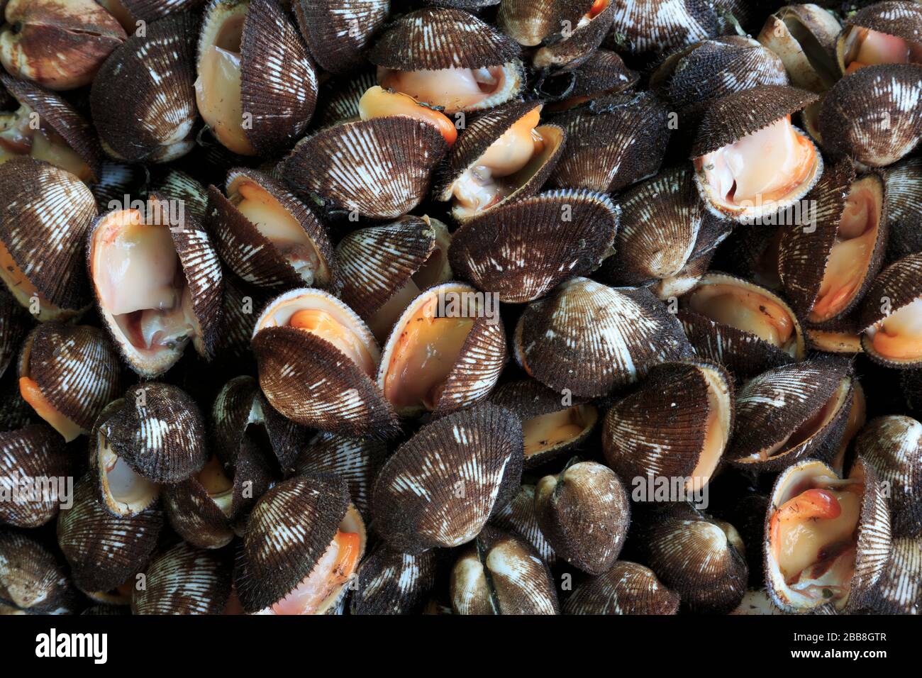 Shellfish in the market,Nha Trang City,Vietnam,Asia Stock Photo - Alamy