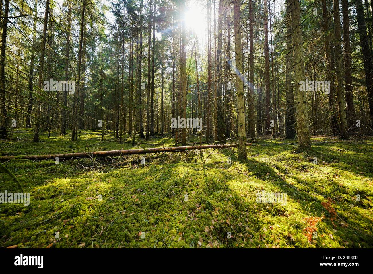 Viešvilė trail forest Stock Photo - Alamy