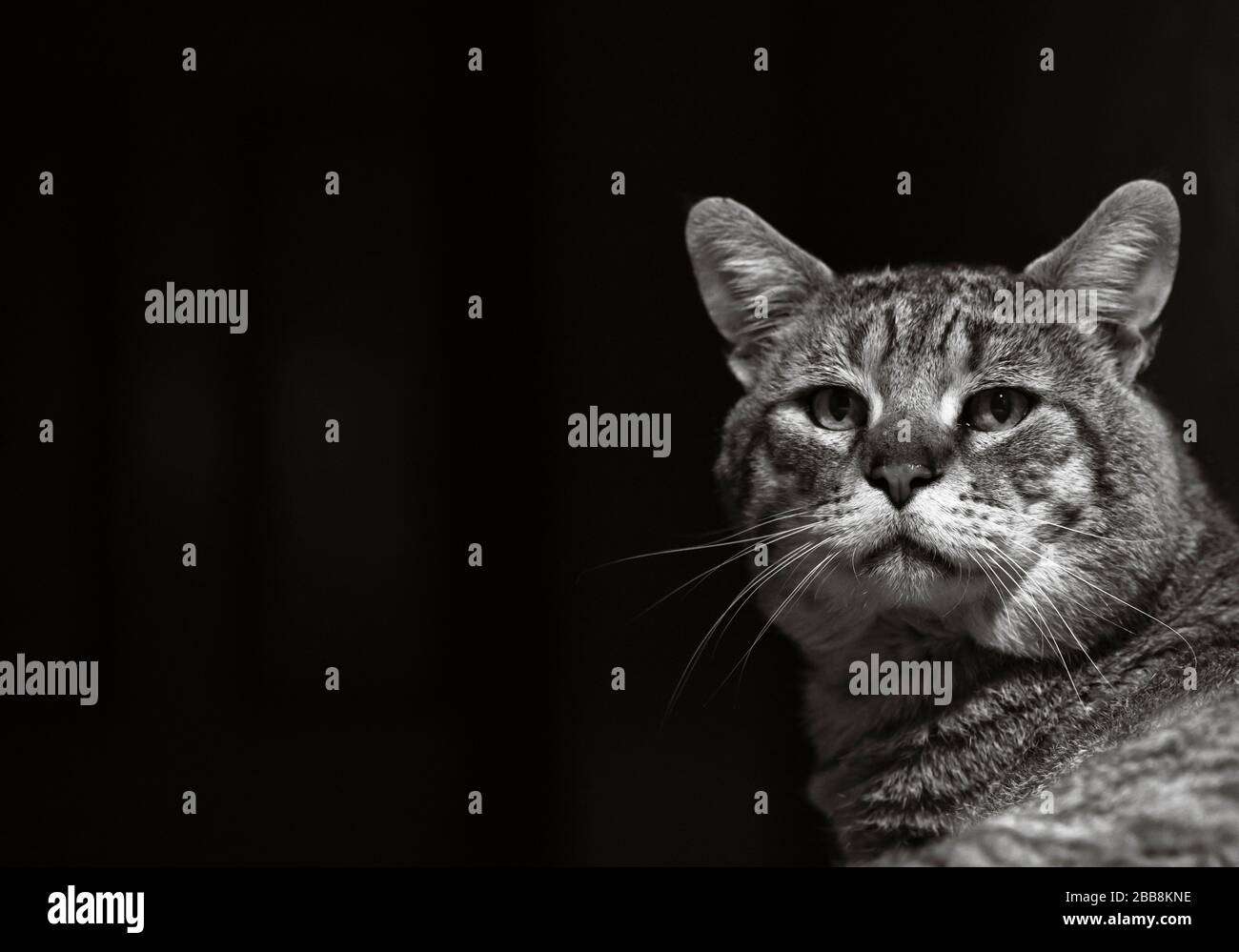 Black and white Pixie-bob cat portrait Stock Photo - Alamy