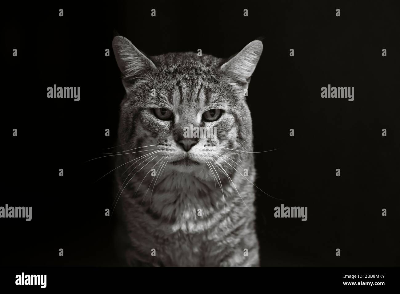 Short bob hi-res stock photography and images - Alamy