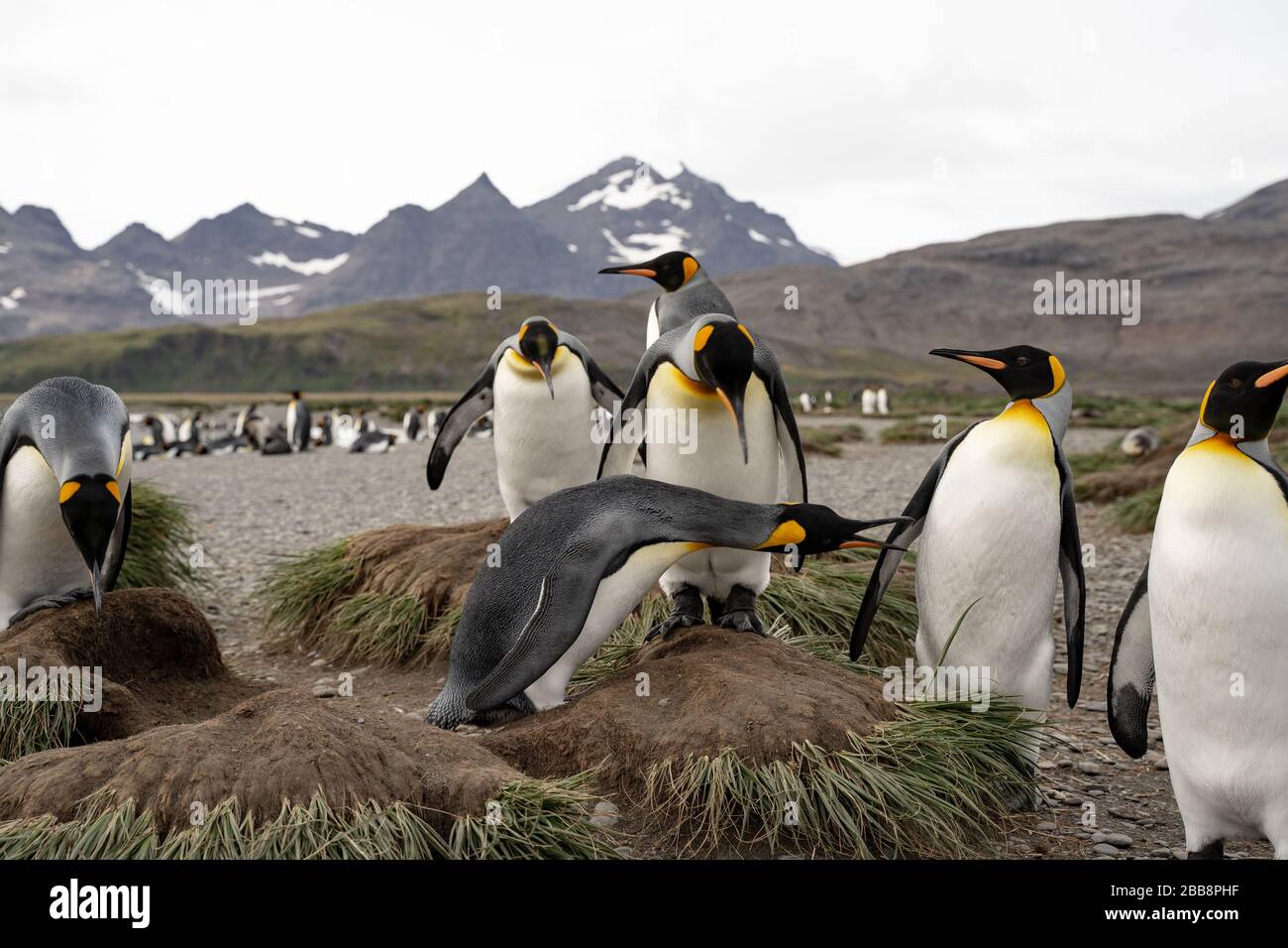 king penguin in south Georgia Stock Photo - Alamy