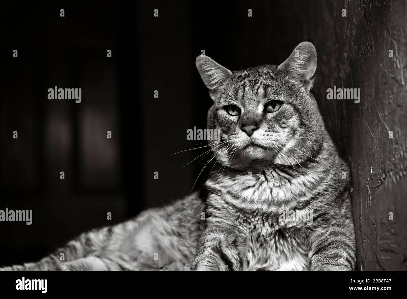 Black and white Pixie-bob cat portrait Stock Photo - Alamy