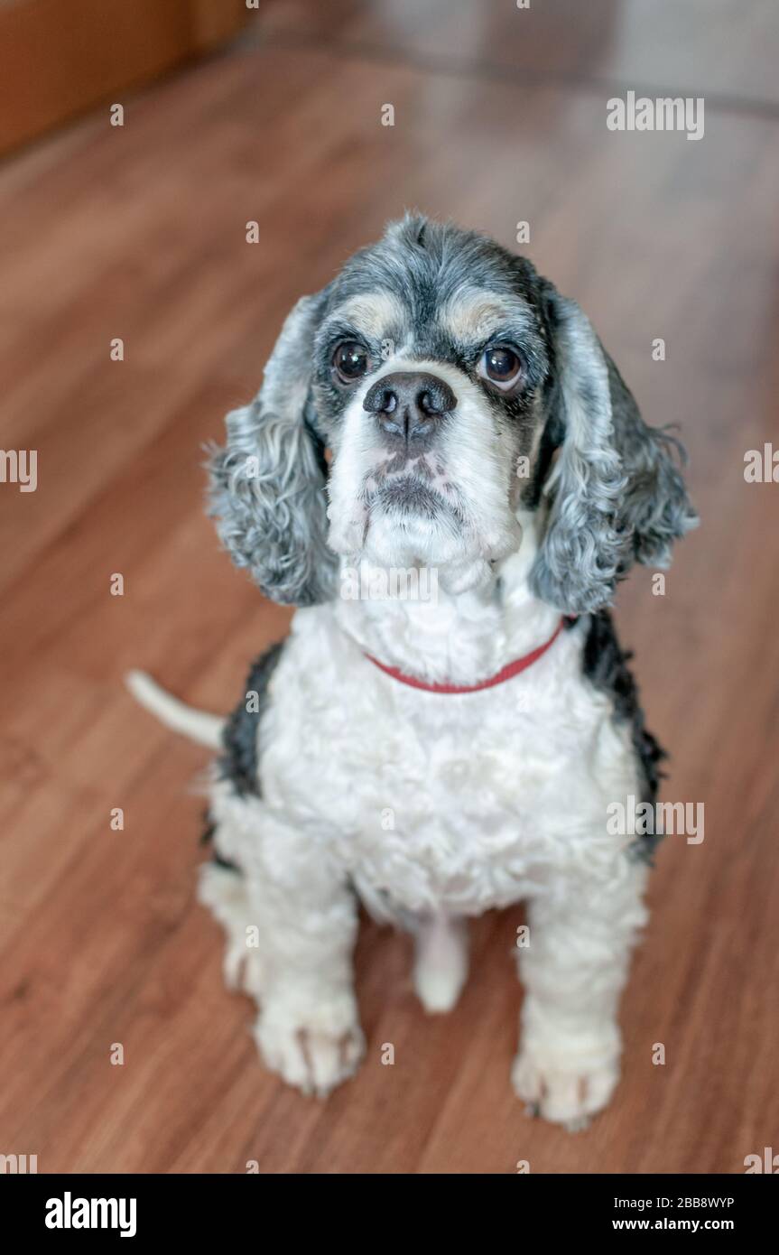 Cute adult American Cocker Spaniel tricolor with wide open eyes sitting ...