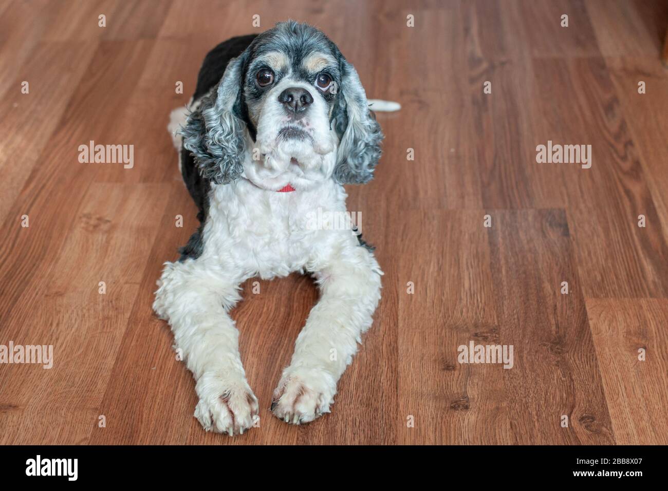 Cute adult American Cocker Spaniel tricolor with wide open eyes lies on ...