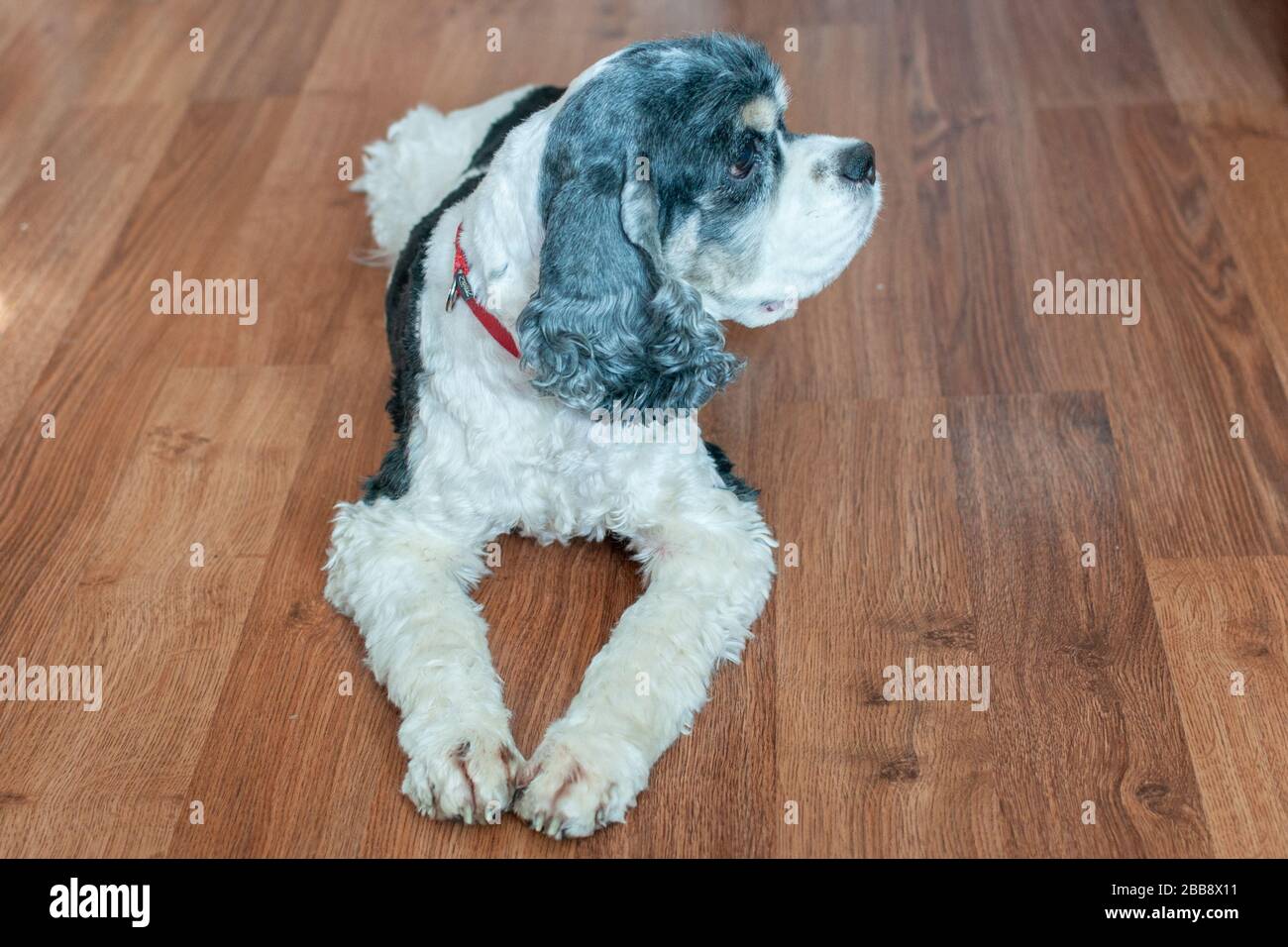 Cute adult American Cocker Spaniel tricolor with wide open eyes lies on ...