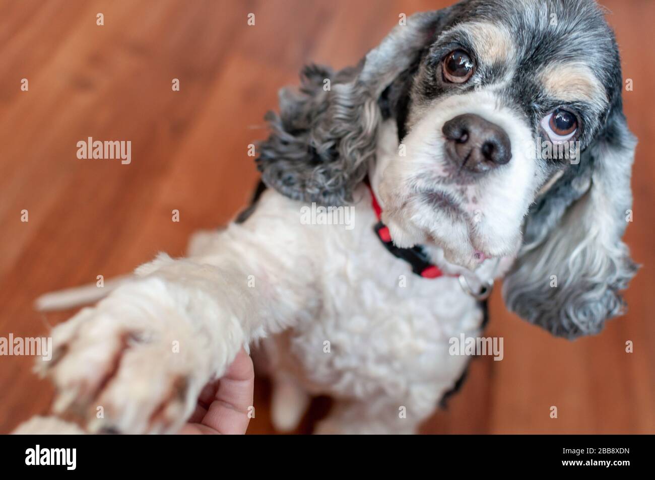 A cute adult American Cocker Spaniel of three colors sits on the floor ...