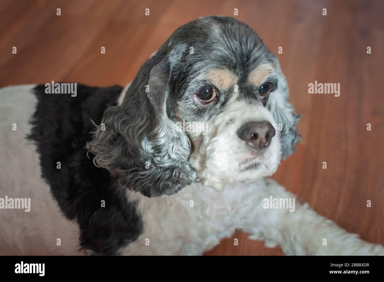 Cute adult American Cocker Spaniel tricolor with wide open eyes lies on ...