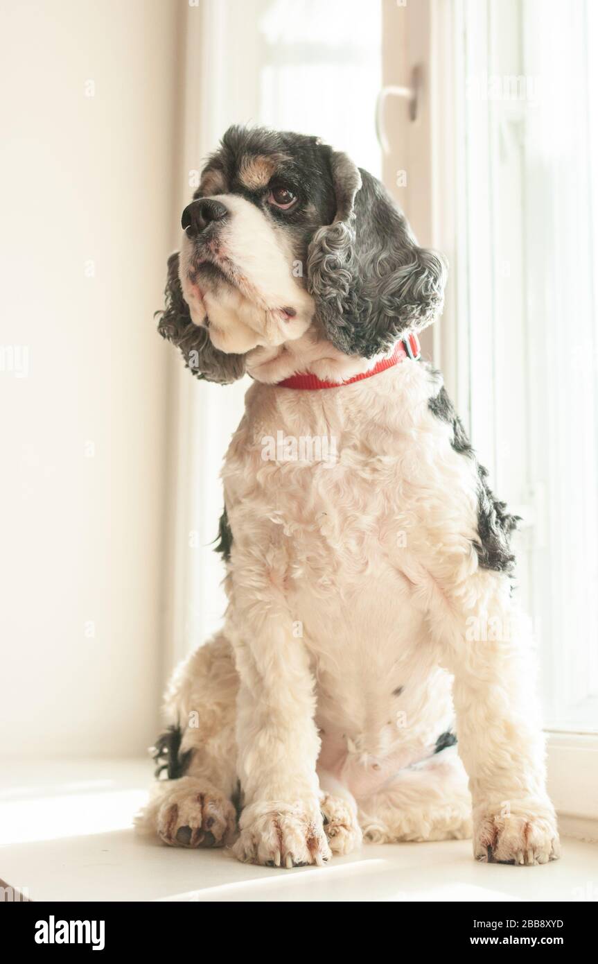 A cute adult American Cocker Spaniel of three colors with a red collar ...