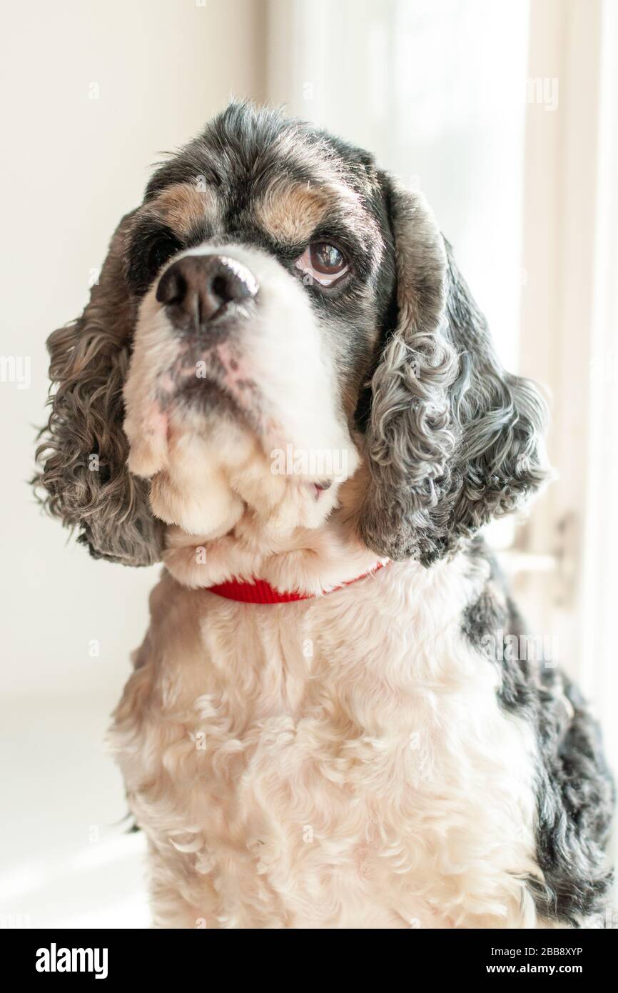 Red and white cocker spaniel hi-res stock photography and images - Alamy
