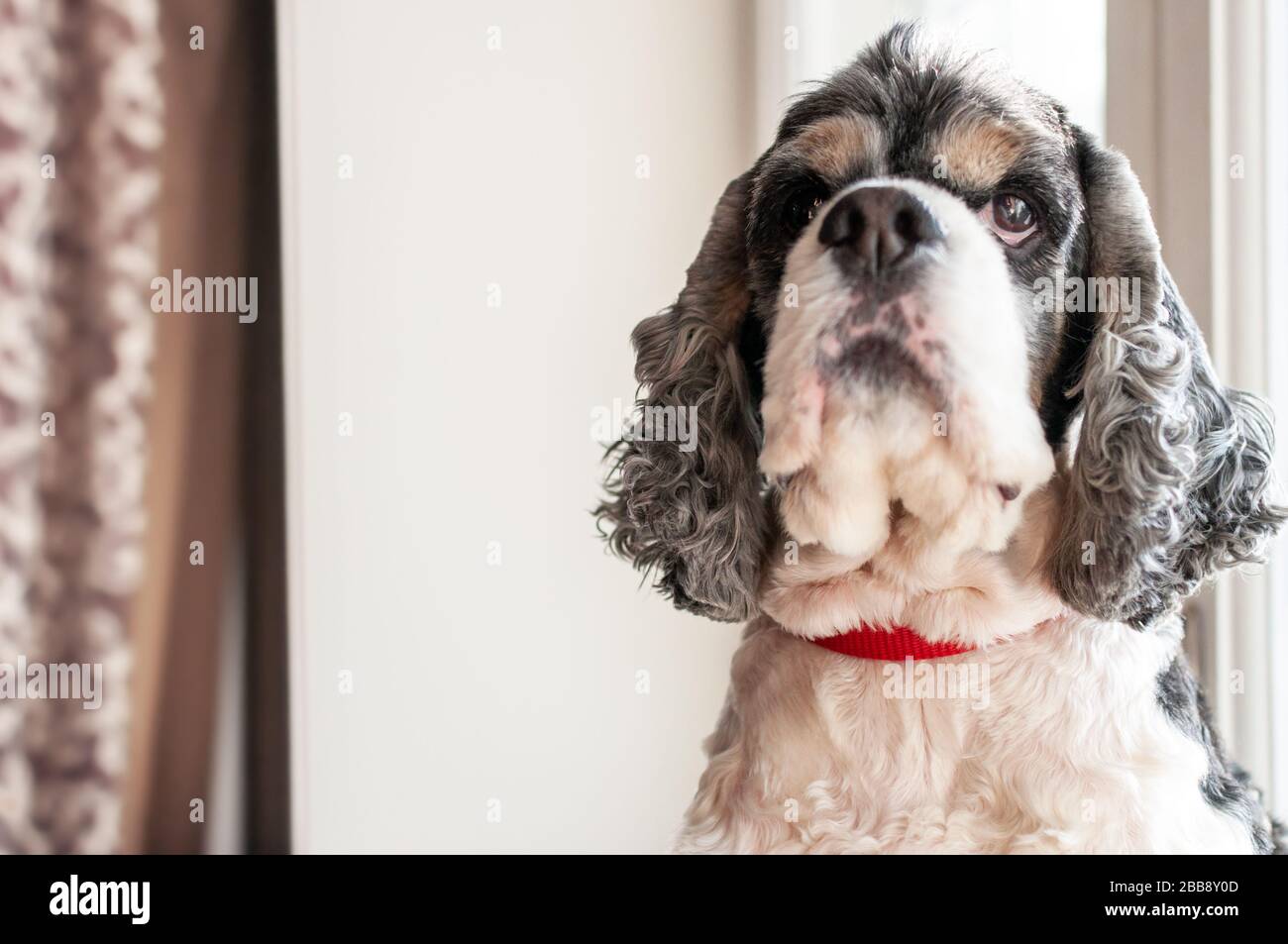 Red and white cocker spaniel hi-res stock photography and images - Alamy
