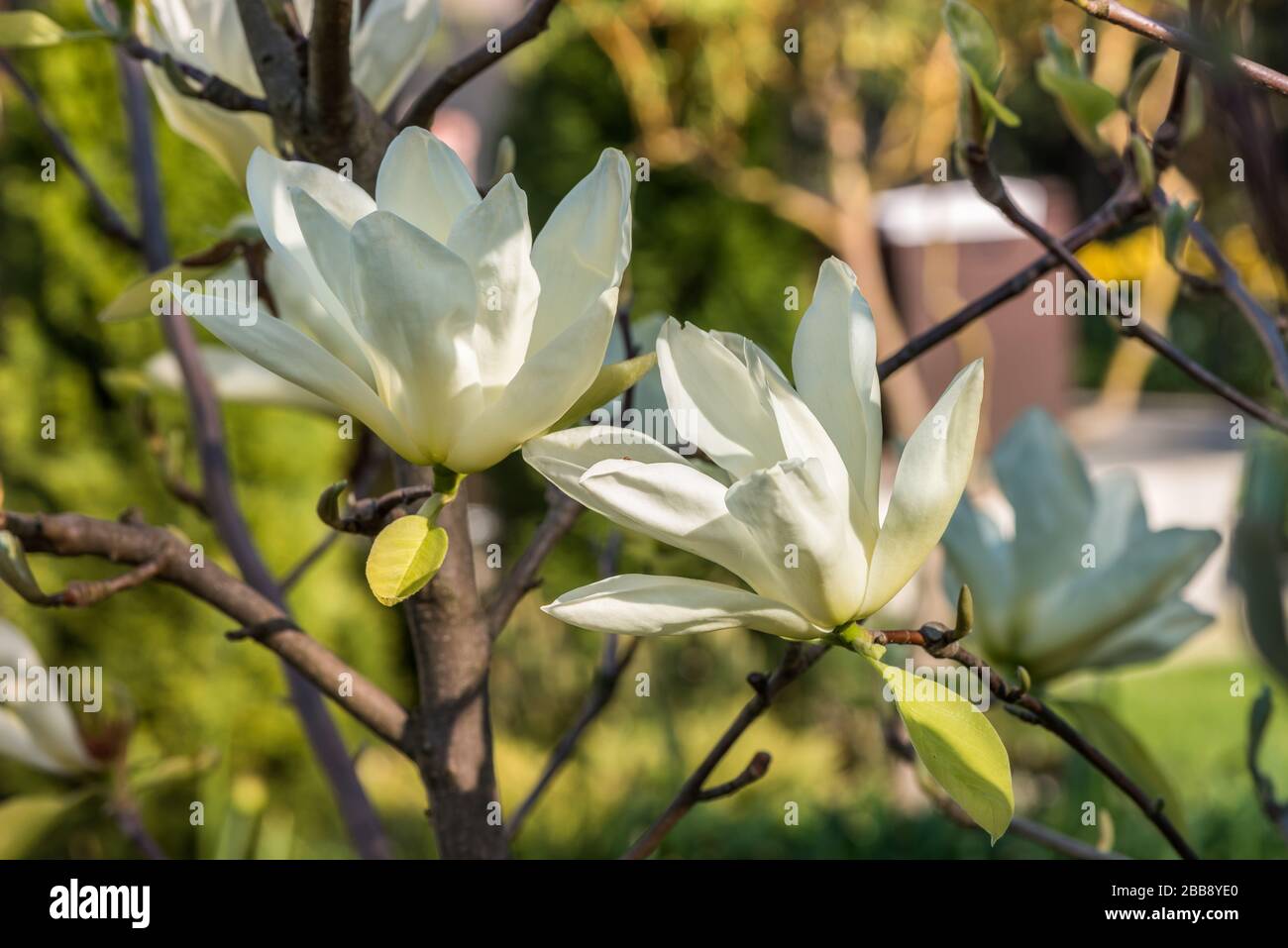 Yellow magnolia hi-res stock photography and images - Alamy