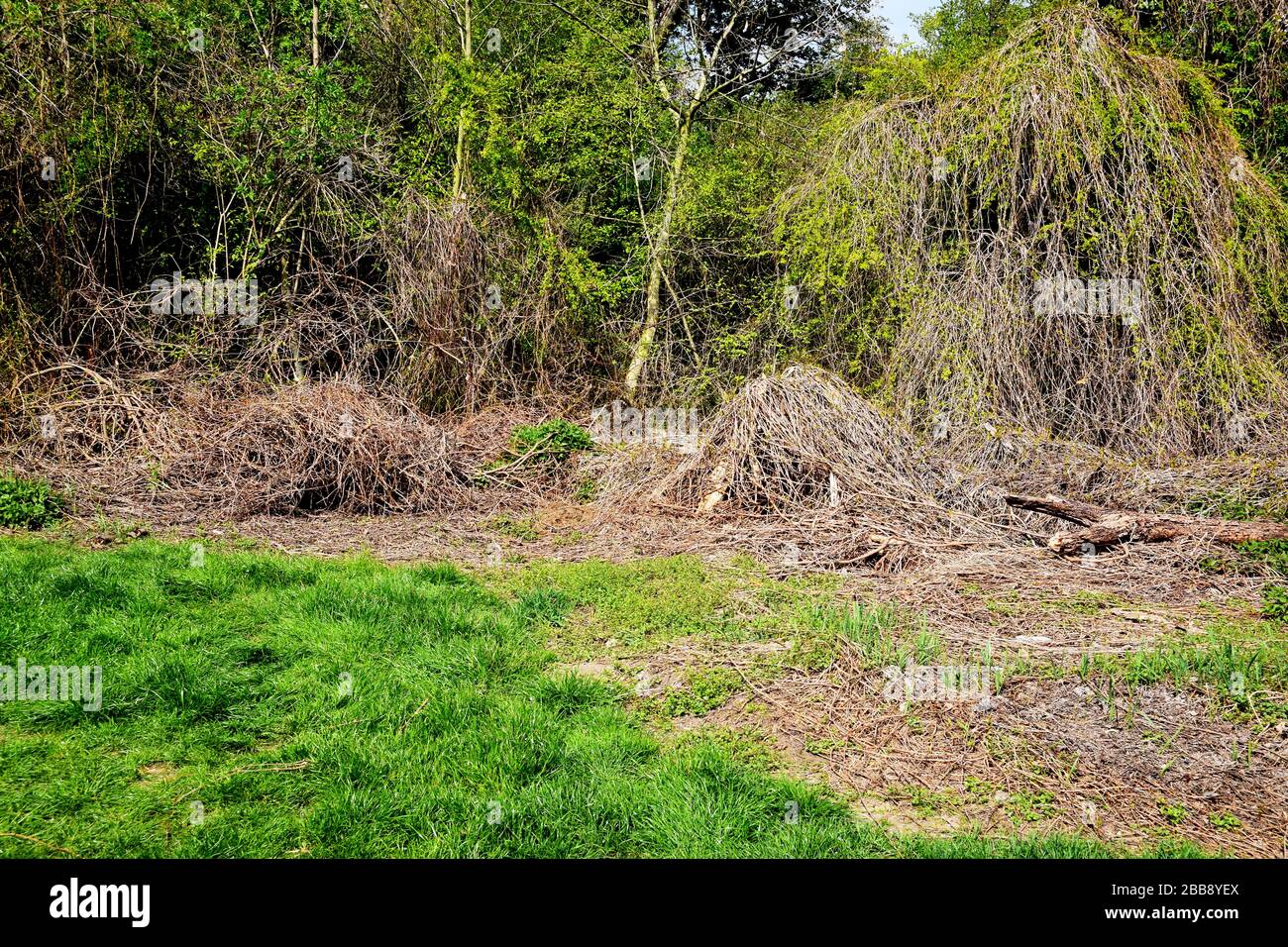 Summer old dry trees in garden, nature green sunlight background Stock ...