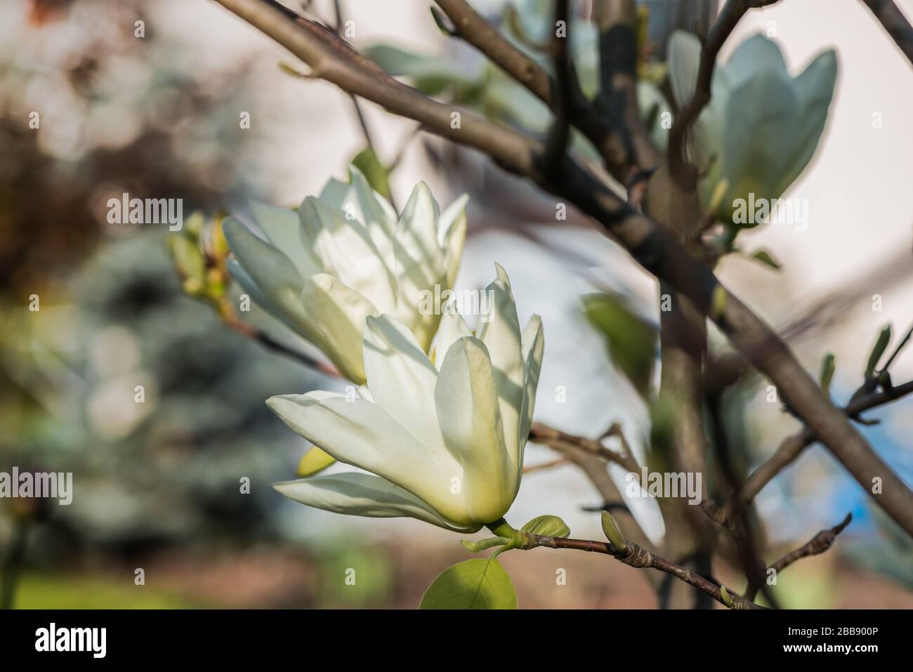 Yellow magnolia hi-res stock photography and images - Alamy