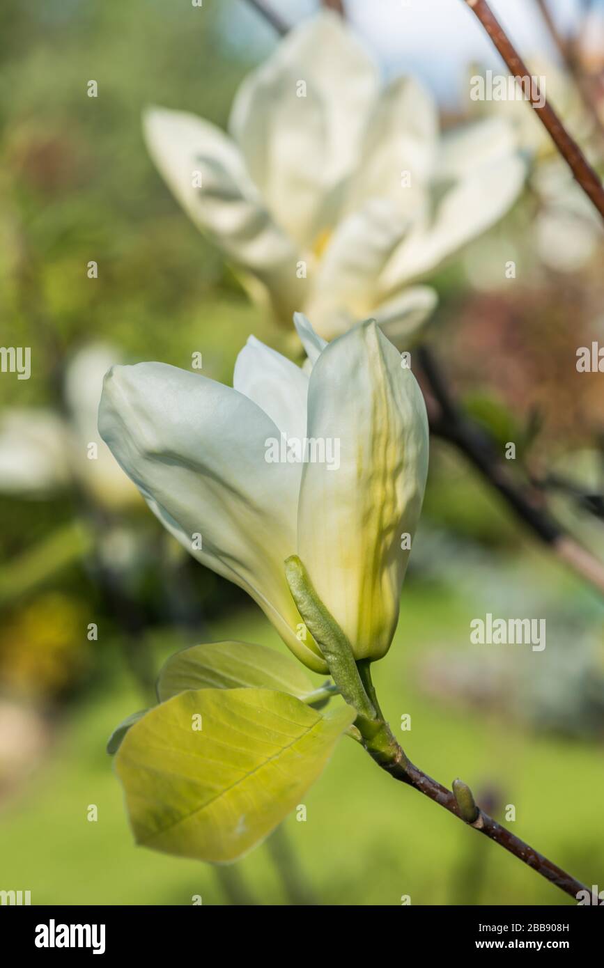Yellow magnolia hi-res stock photography and images - Alamy