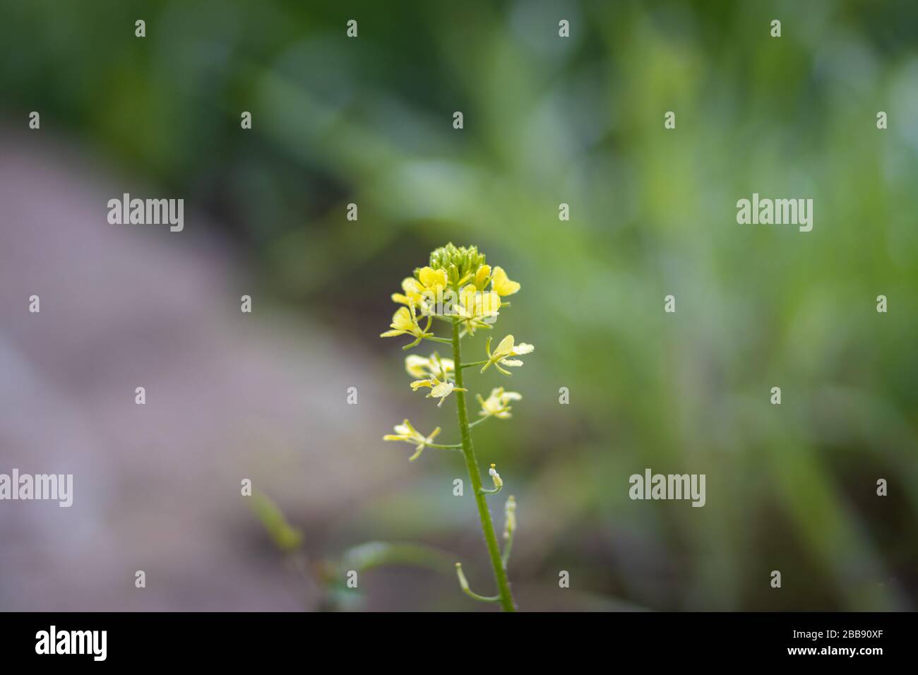 Sinapis arvensis, the charlock mustard in spring yellow blossom against ...