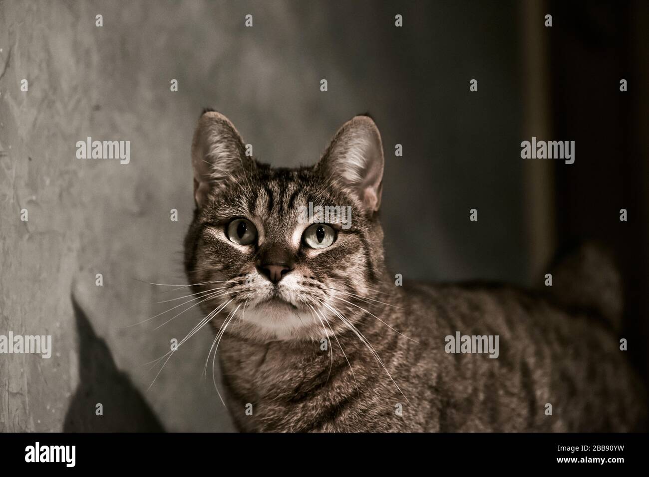 American bob tail hi-res stock photography and images - Alamy