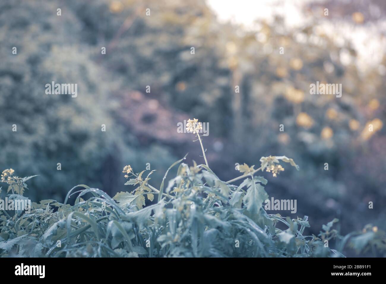 Sinapis arvensis, the charlock mustard in spring yellow blossom against ...