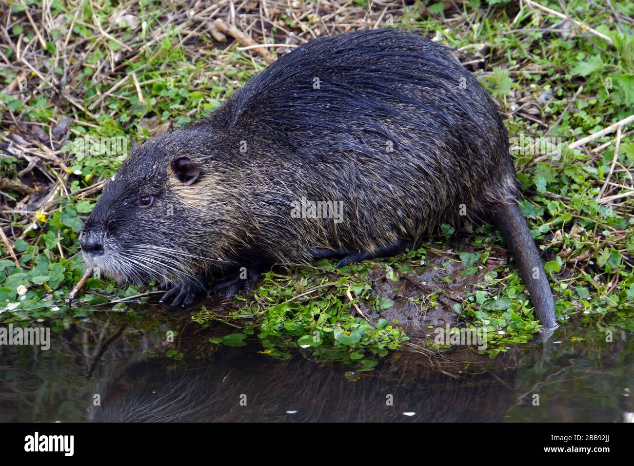 Nutria am Bach Stock Photo - Alamy