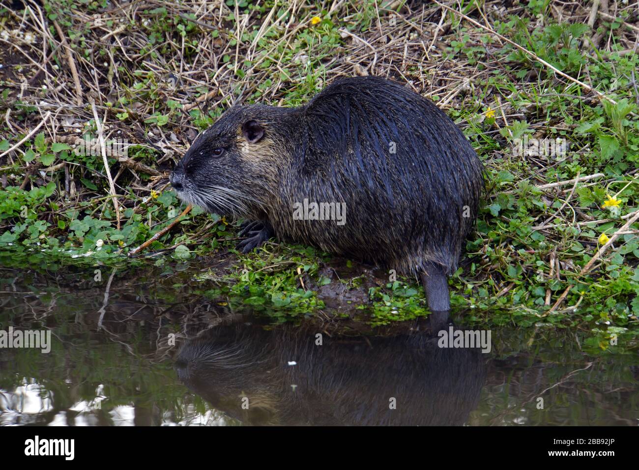 Am bach hi-res stock photography and images - Alamy