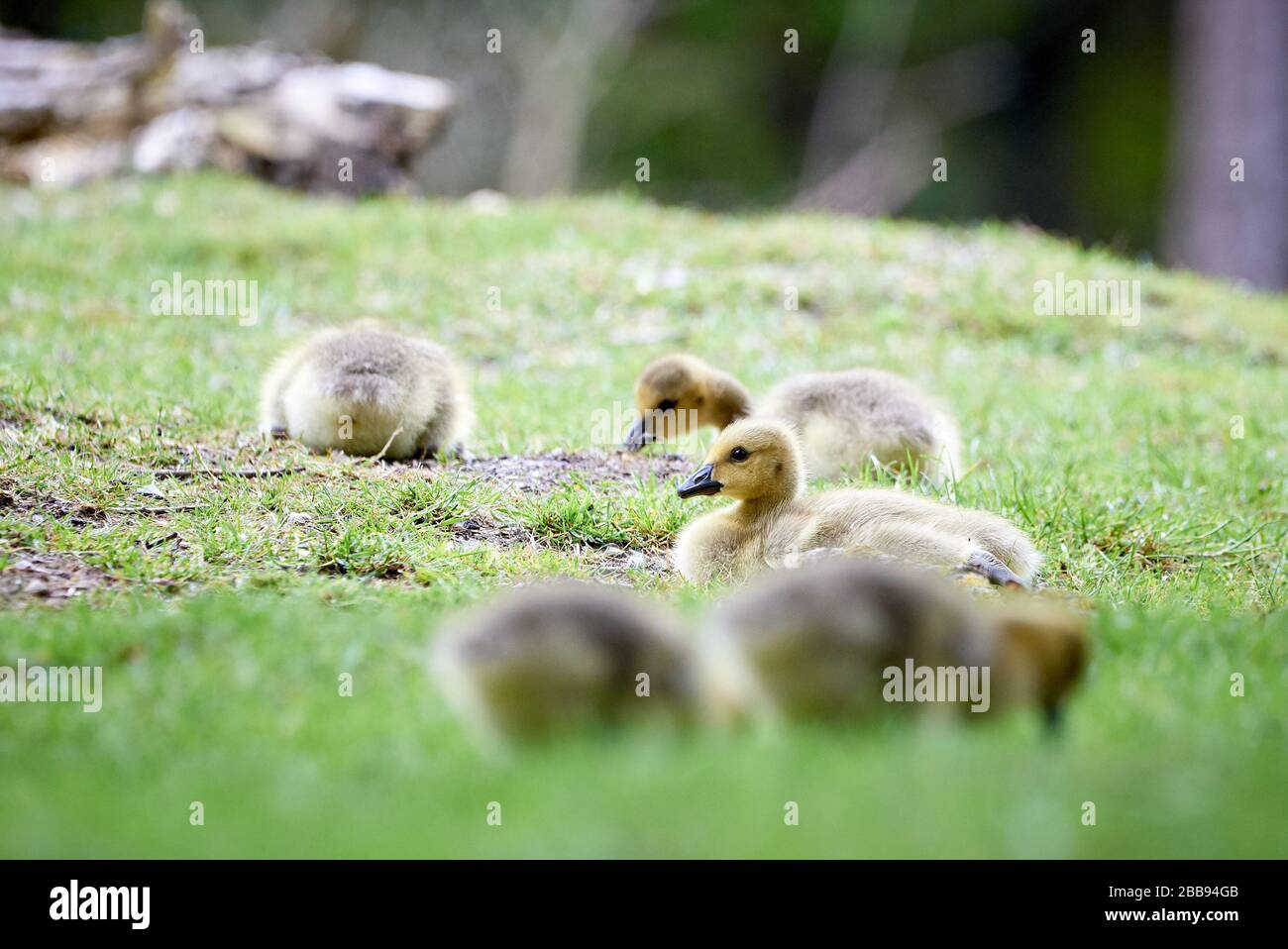 Canada geese goslings (Branta canadensis Stock Photo - Alamy