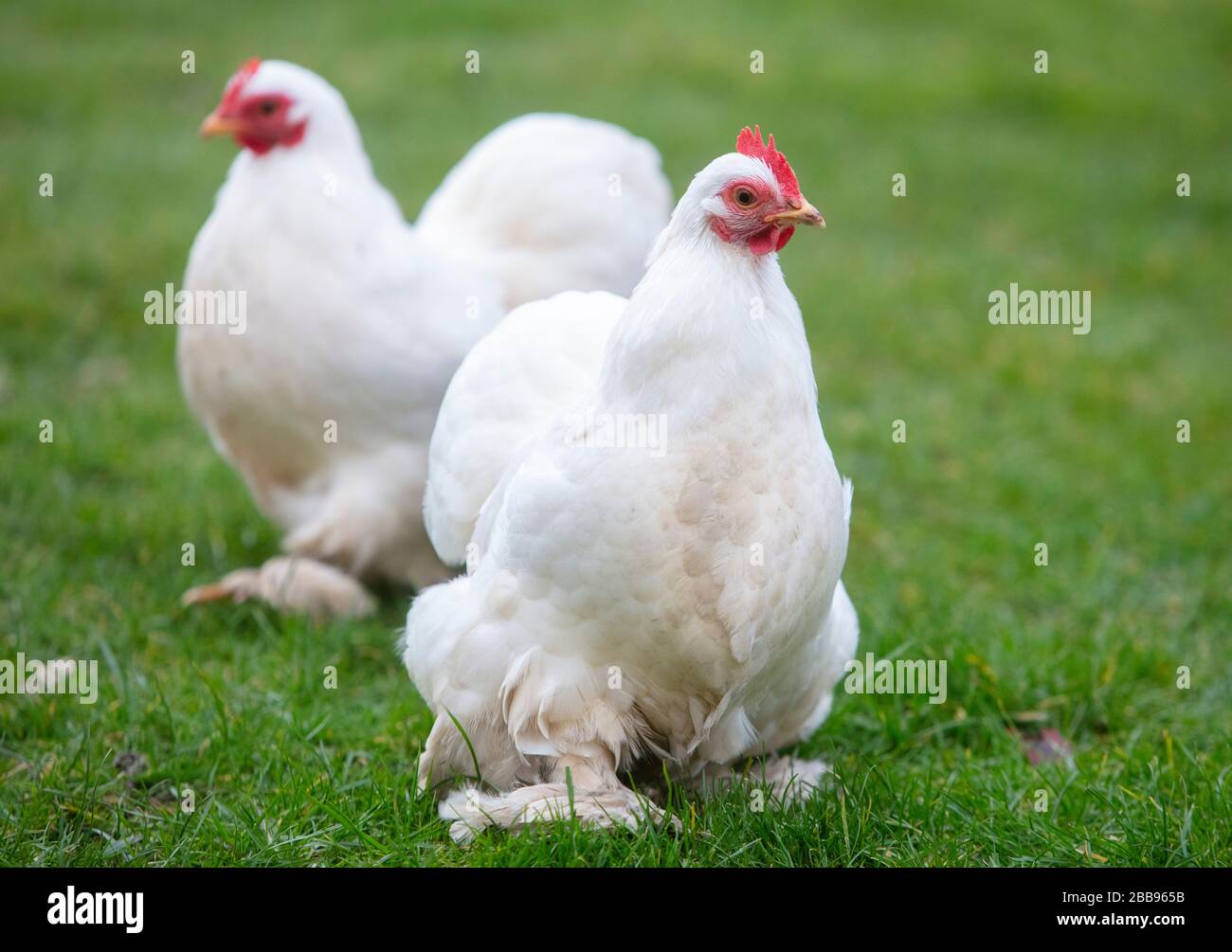 Backyard Peking bantum hens/chickens Stock Photo - Alamy