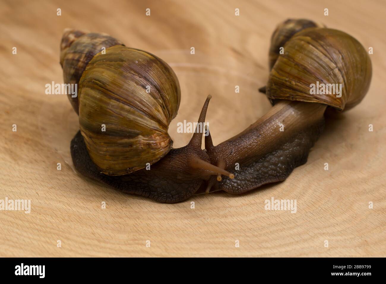 African snails Achatina at home on wooden background Stock Photo - Alamy