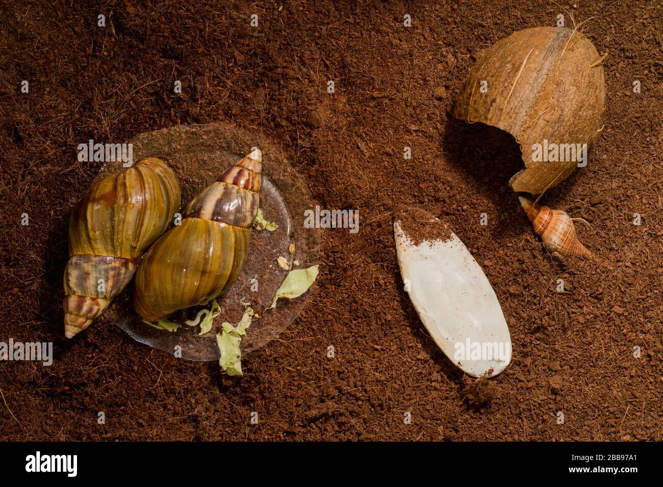 African snails Achatina at home on the ground in the aquarium Stock ...
