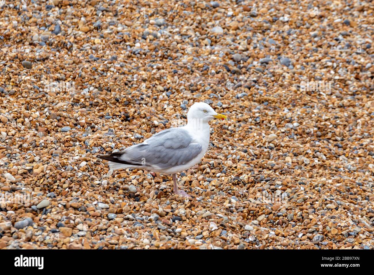 Single seagull, larus argentatus, on the pebble beach of Brighton, East ...