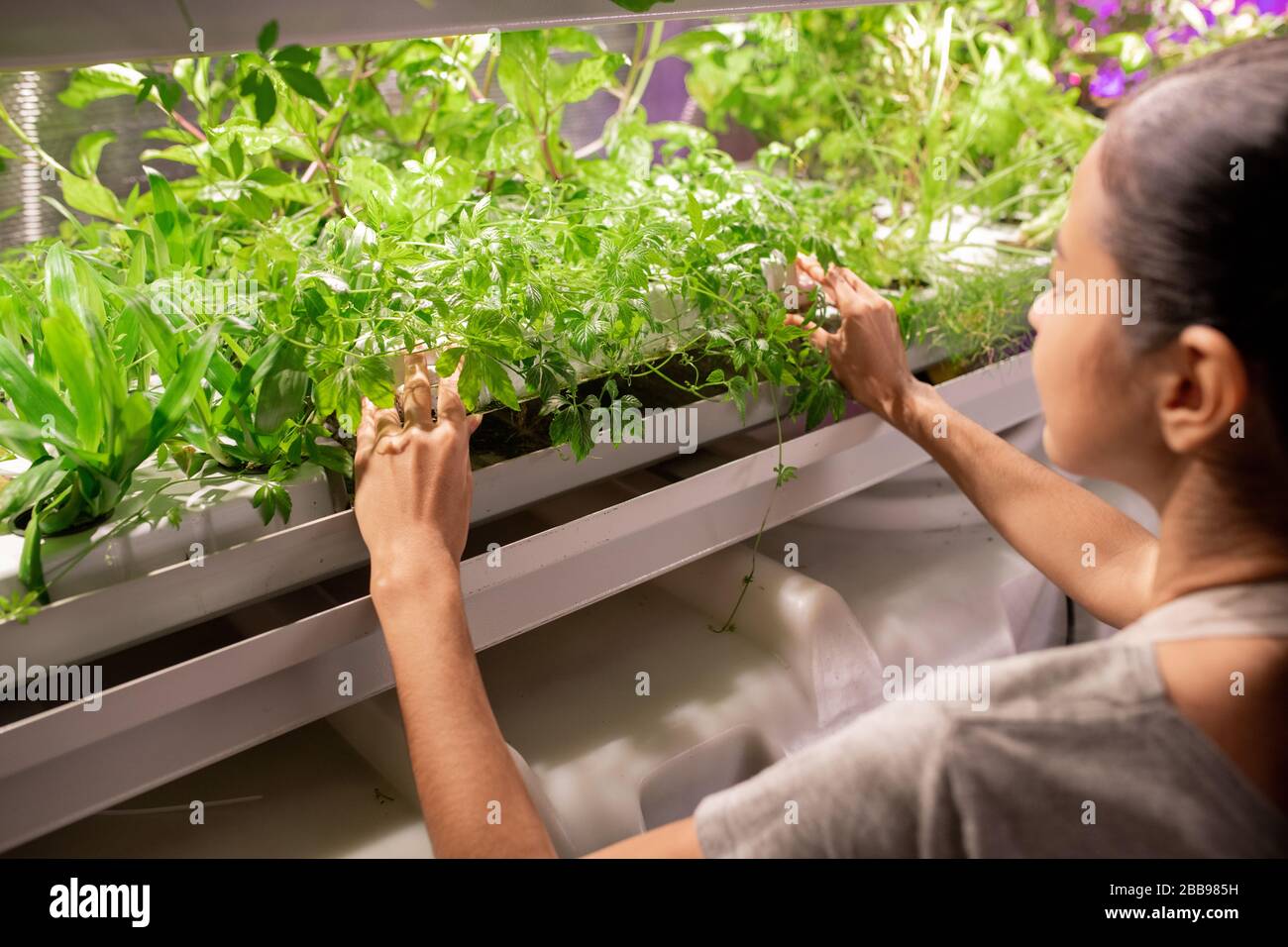 Female grower hi-res stock photography and images - Alamy