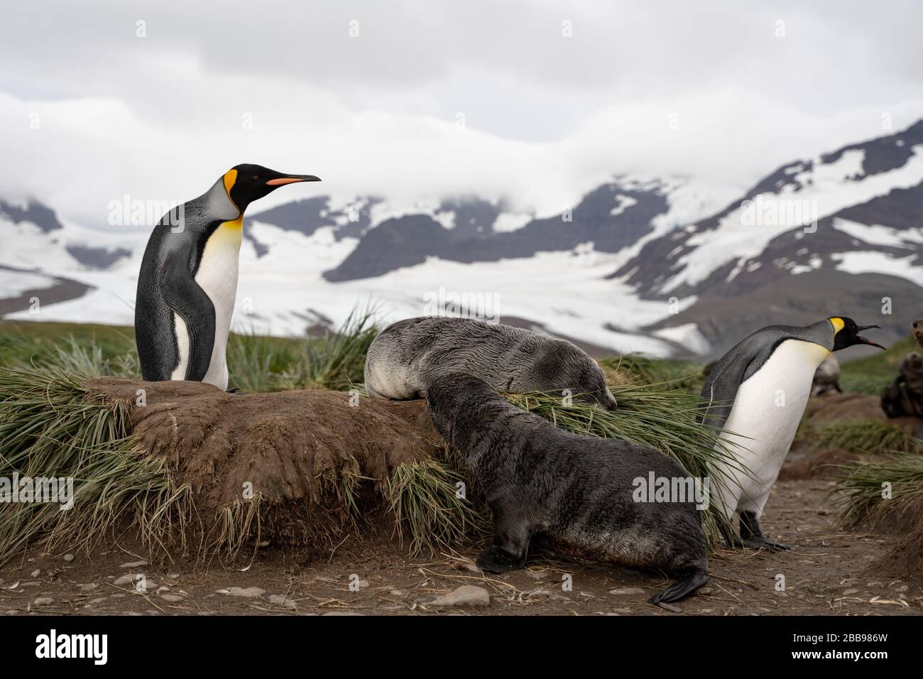 king penguin in south Georgia Stock Photo - Alamy