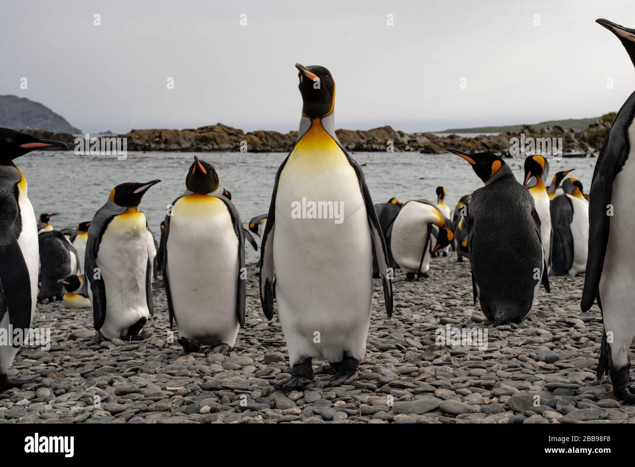 group of penguins in antarctica Stock Photo - Alamy