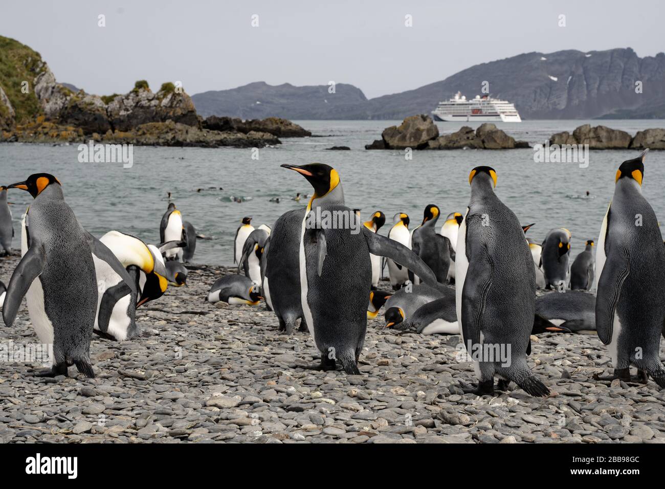 group of penguins in antarctica Stock Photo - Alamy