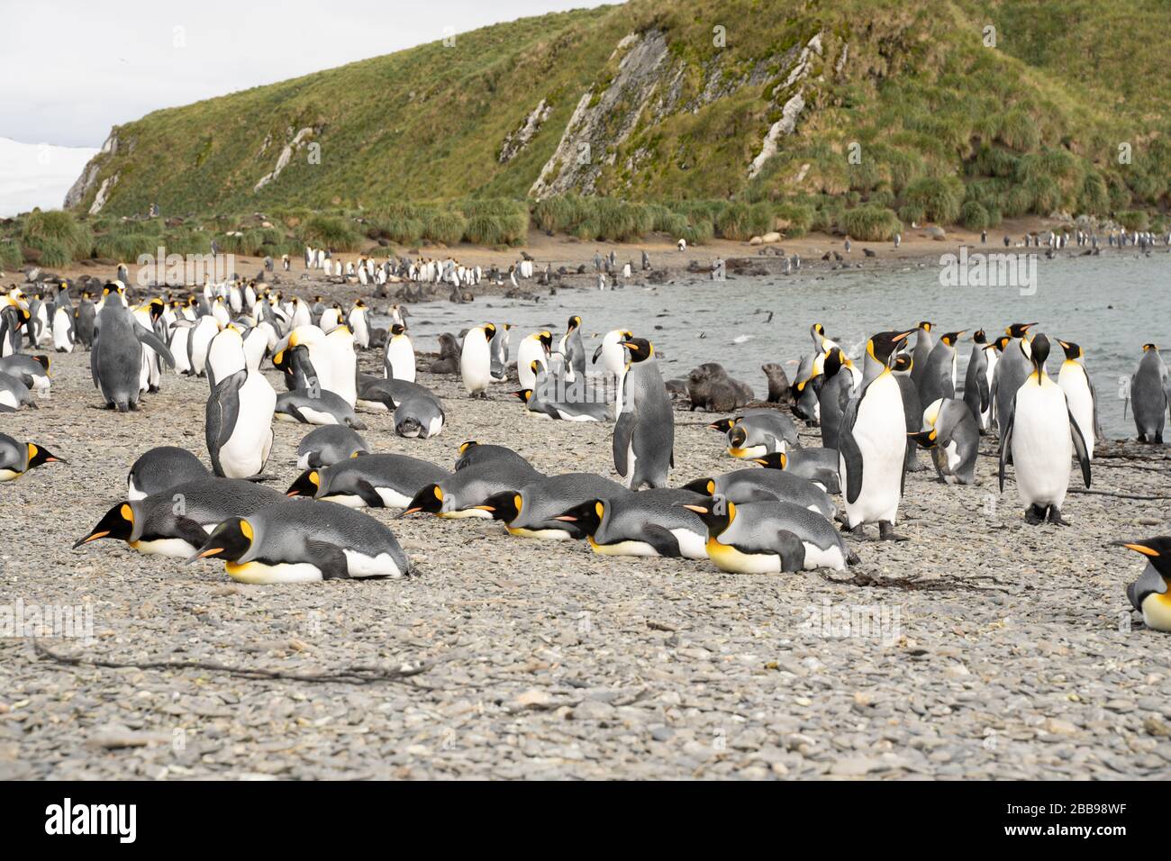 group of penguins in antarctica Stock Photo - Alamy