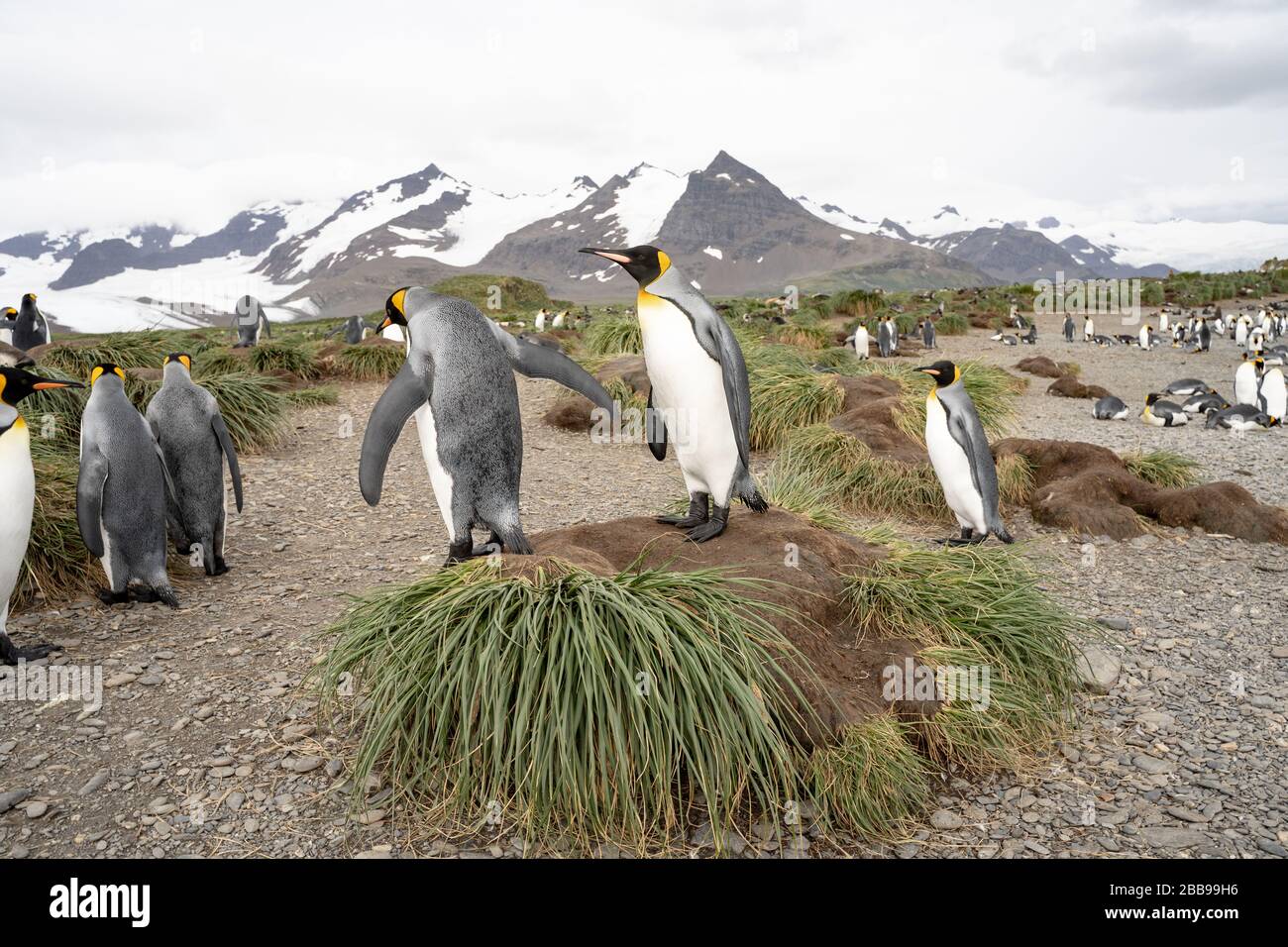 king penguins, south Georgia Stock Photo - Alamy