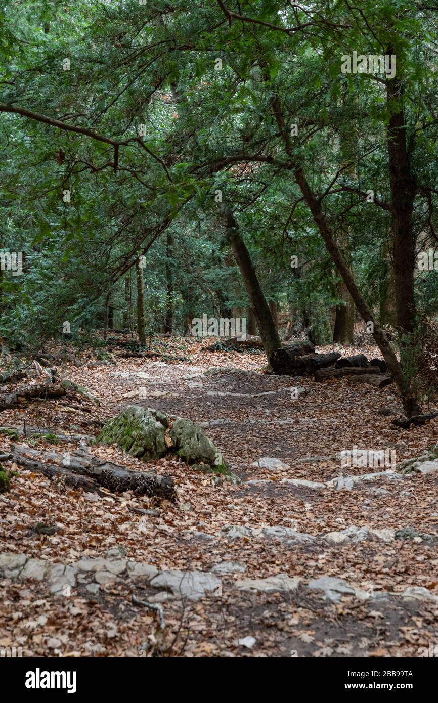 Nature landscape of autumn, Footpath in dark forest, road to grotto ...