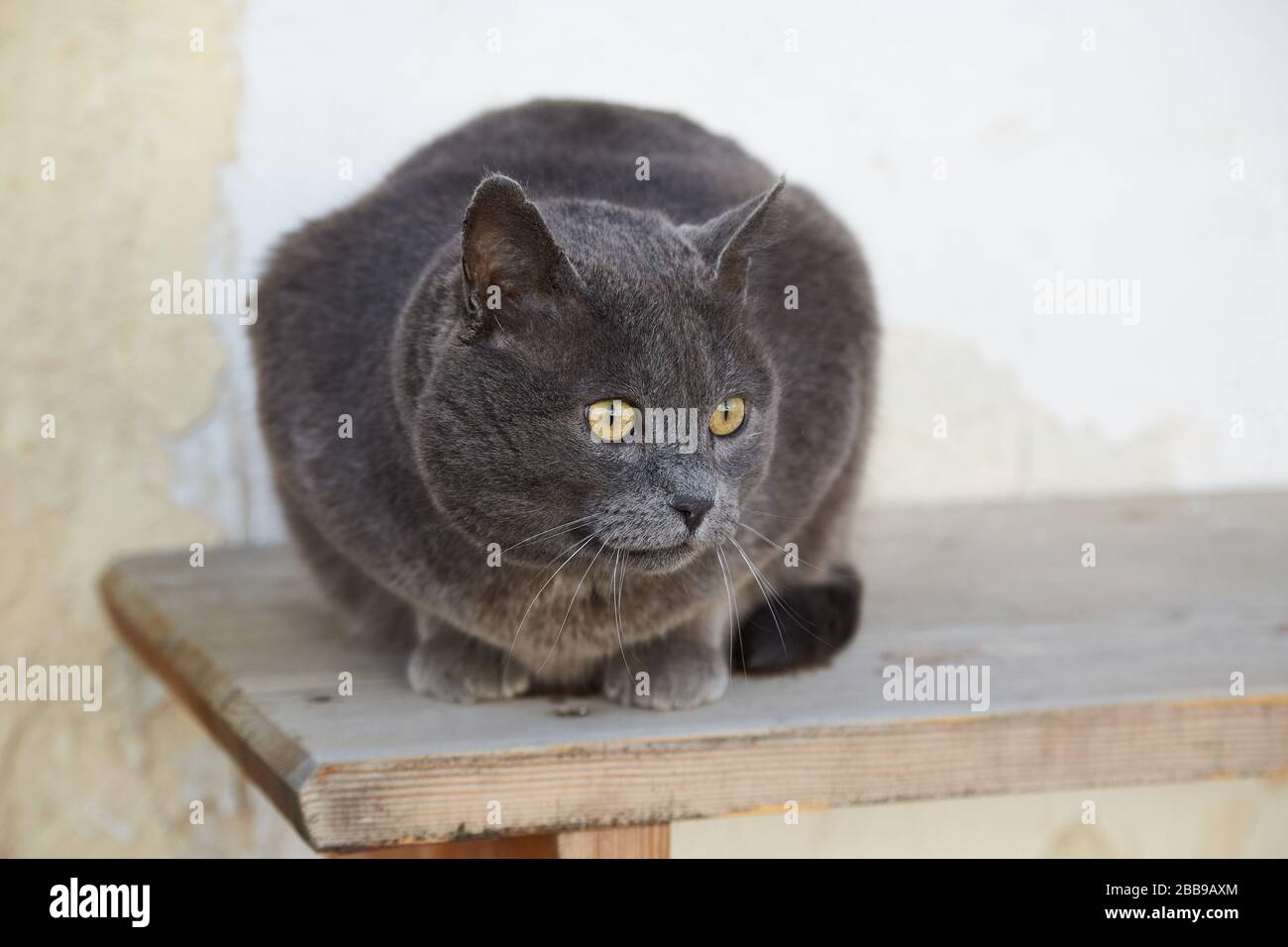 Cat being a bench Stock Photo - Alamy