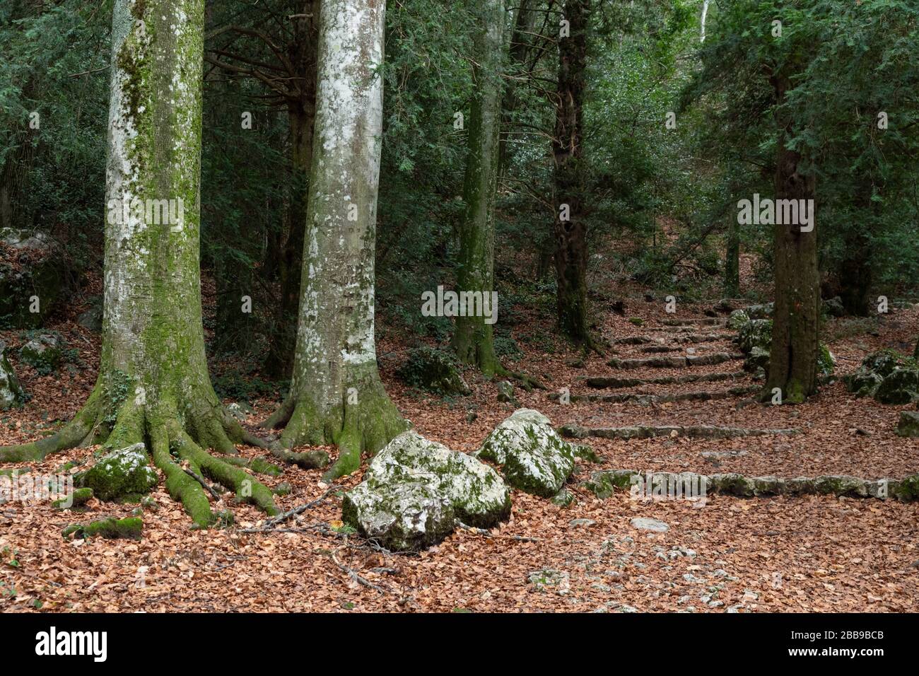 Nature landscape of autumn, Footpath in dark forest, road to grotto ...