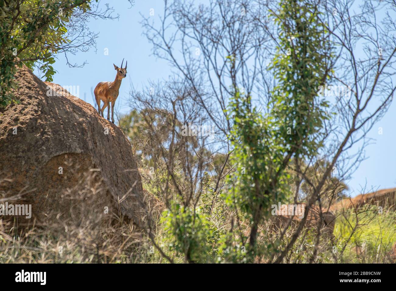 Klipspringer hi-res stock photography and images - Alamy