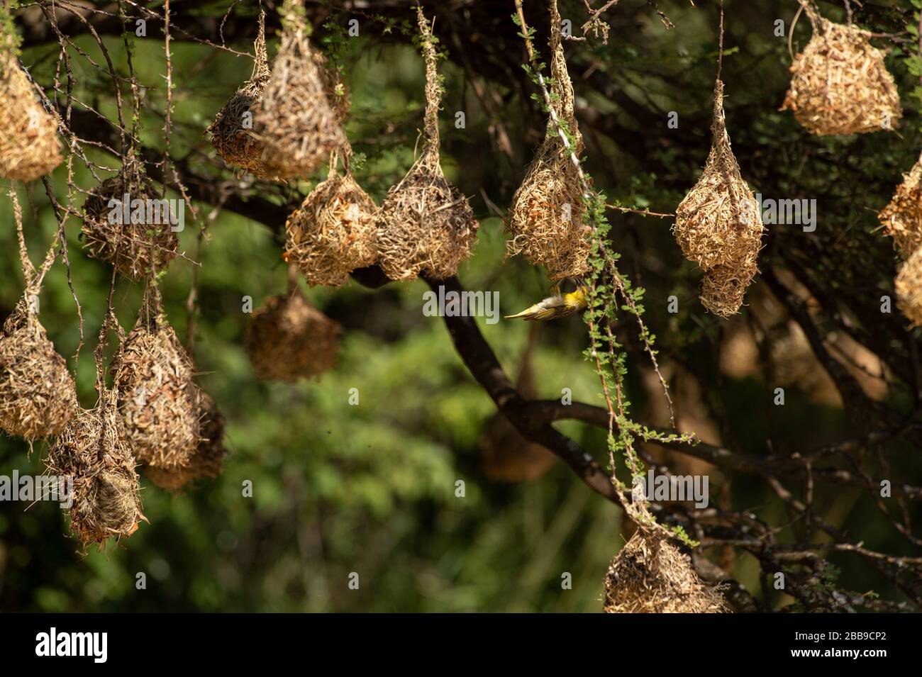 Weaver bird nests Stock Photo - Alamy