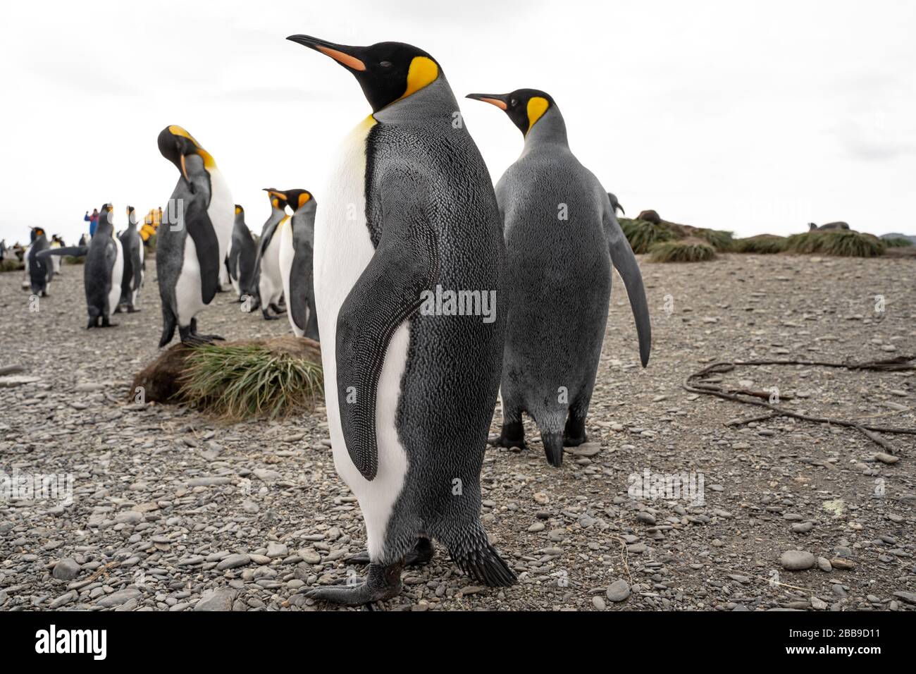group of penguins in antarctica Stock Photo - Alamy