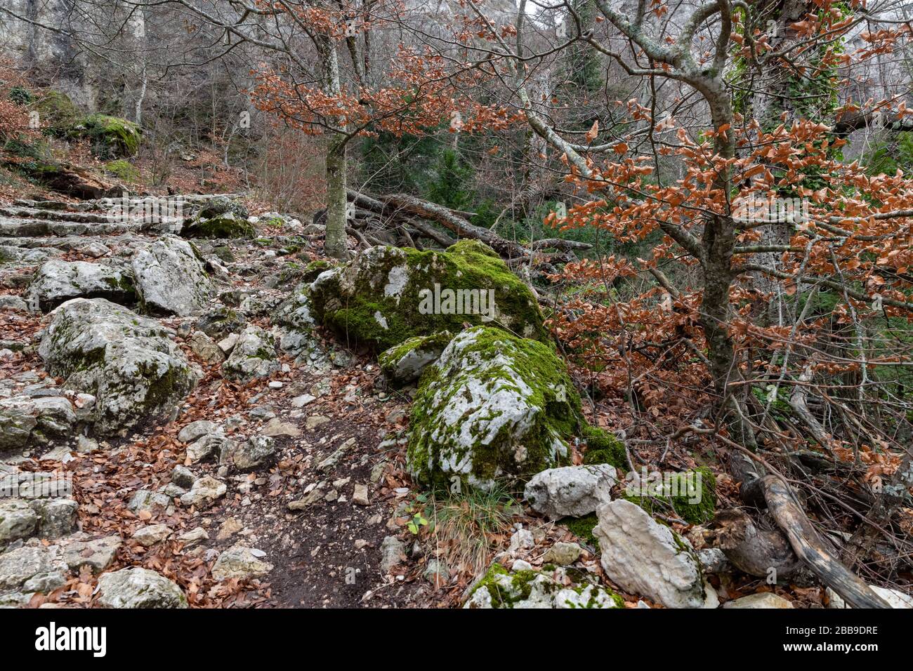 Nature landscape of autumn, Footpath in dark forest, road to grotto ...