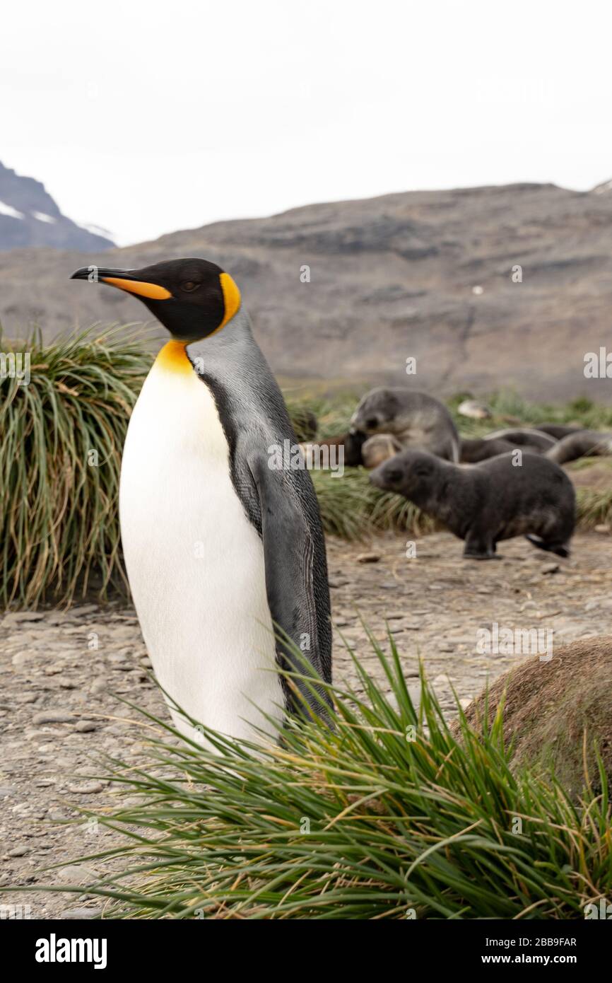 group of penguins in antarctica Stock Photo - Alamy