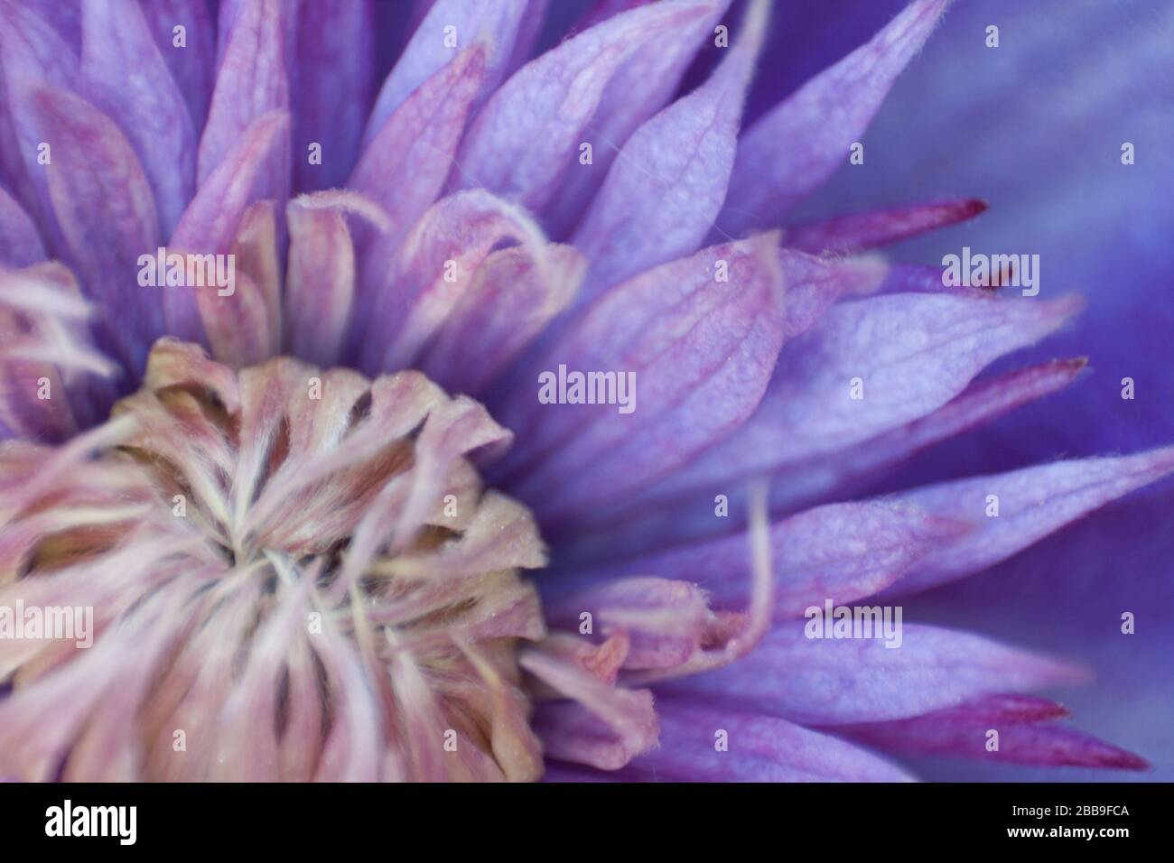 Purple Flower Petals Stock Photo - Alamy