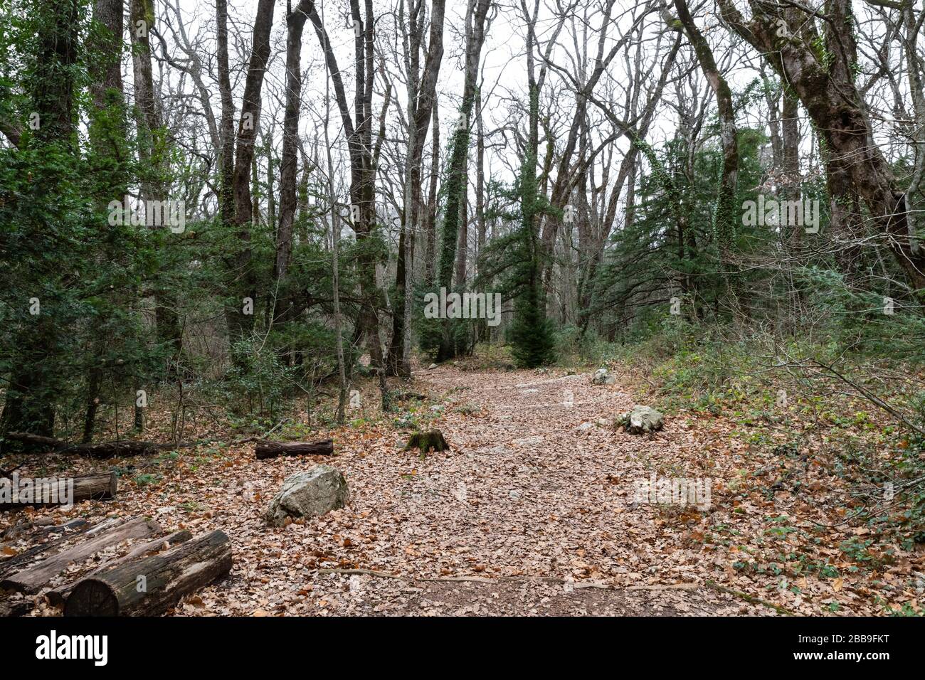 Nature landscape of autumn, Footpath in dark forest, road to grotto ...