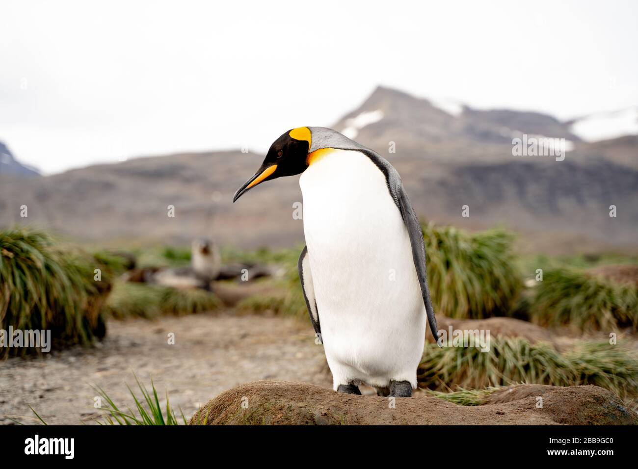 king penguin in south Georgia Stock Photo - Alamy