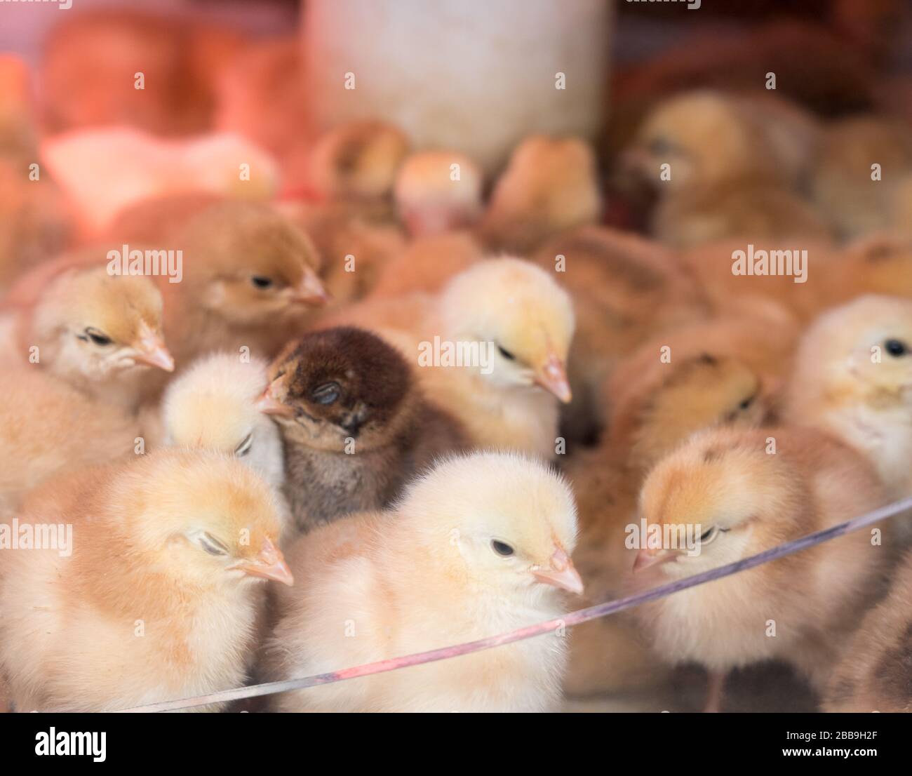 Angry chickens hi-res stock photography and images - Alamy